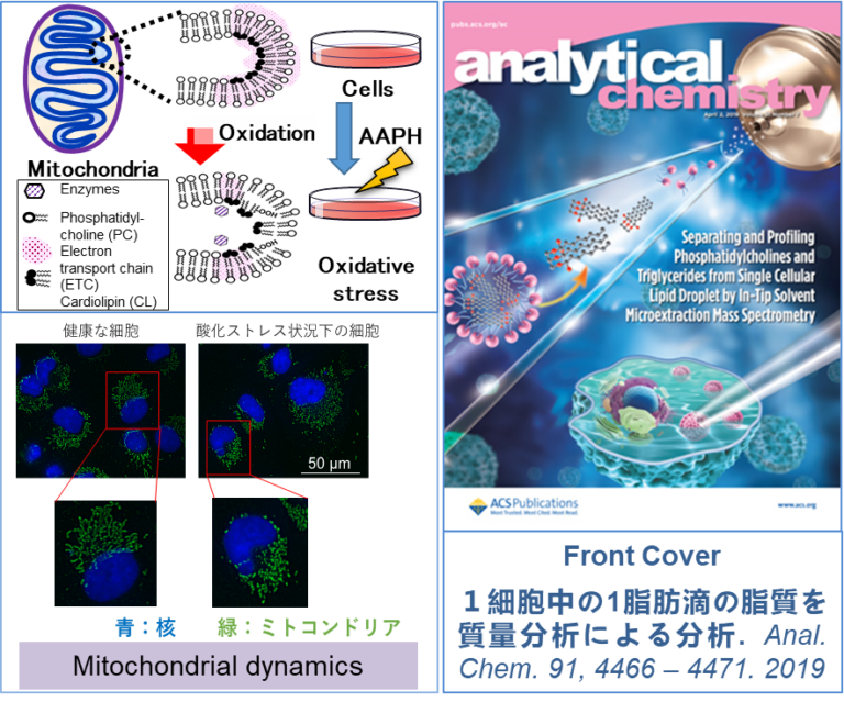 惠 淑萍 – 北海道大学医学部保健学科/大学院保健科学院/大学院保健科学研究院